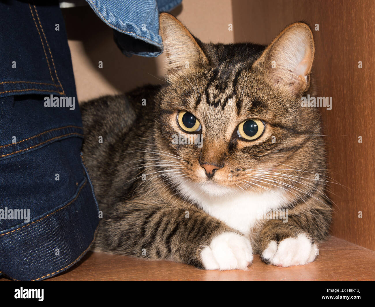 Cat portrait close up, only head crop, cat in light brown and cream ...