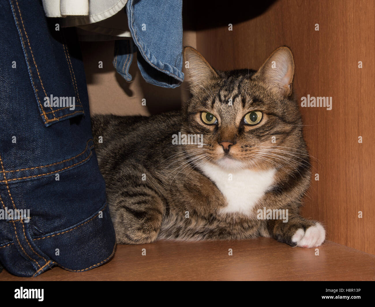 Cat portrait close up, only head crop, cat in light brown and cream ...