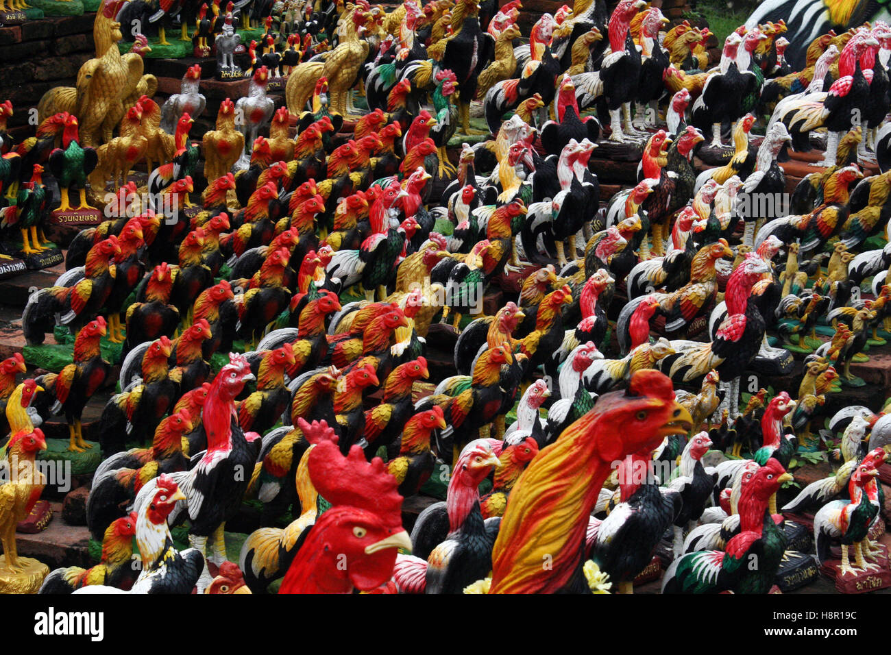 Thai rooster culture hi-res stock photography and images - Alamy