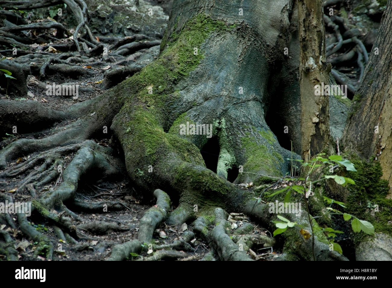 roots growing on surface in dark forest Stock Photo - Alamy
