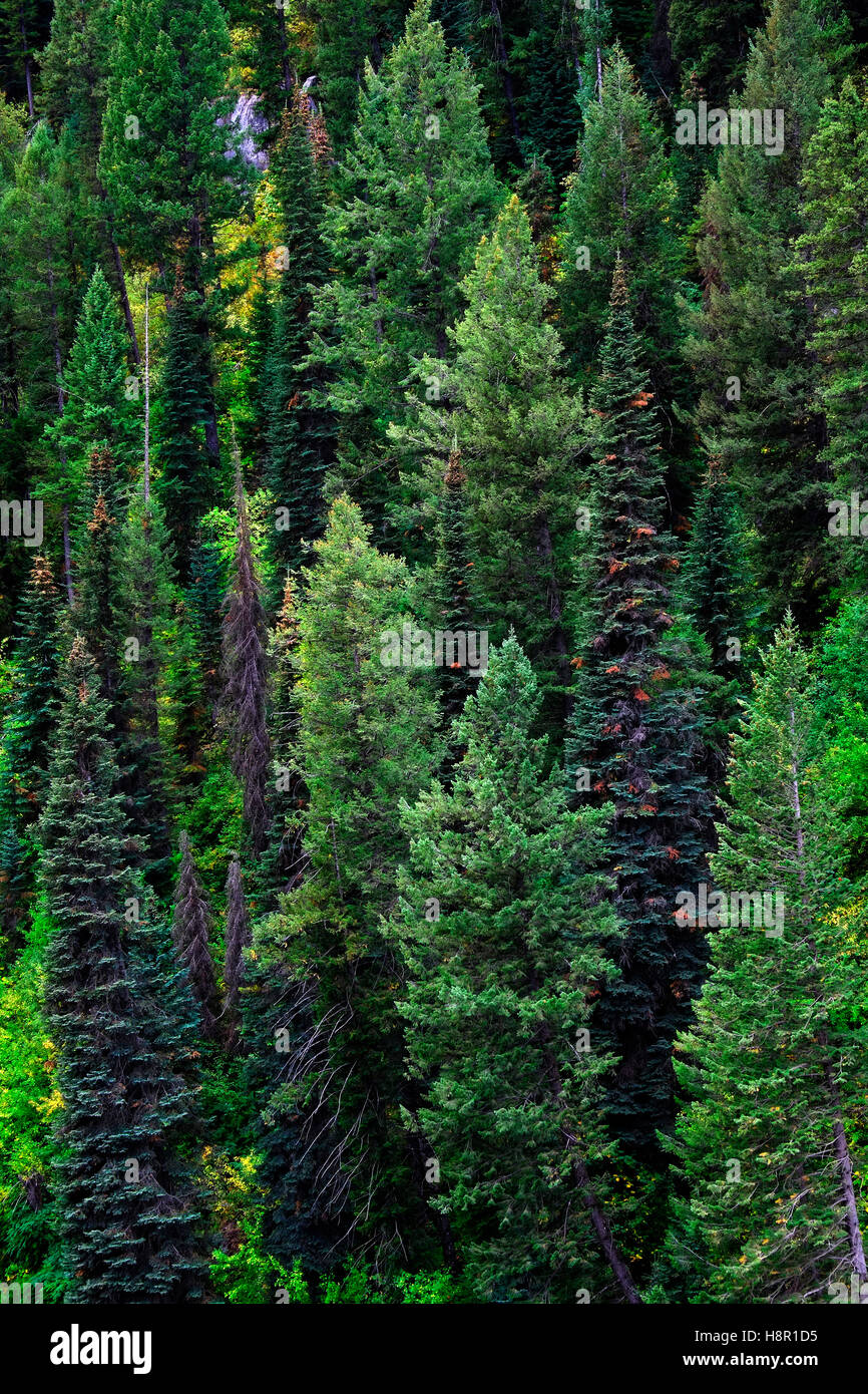 Forest of green pine trees on mountainside in autumn with colors and ...