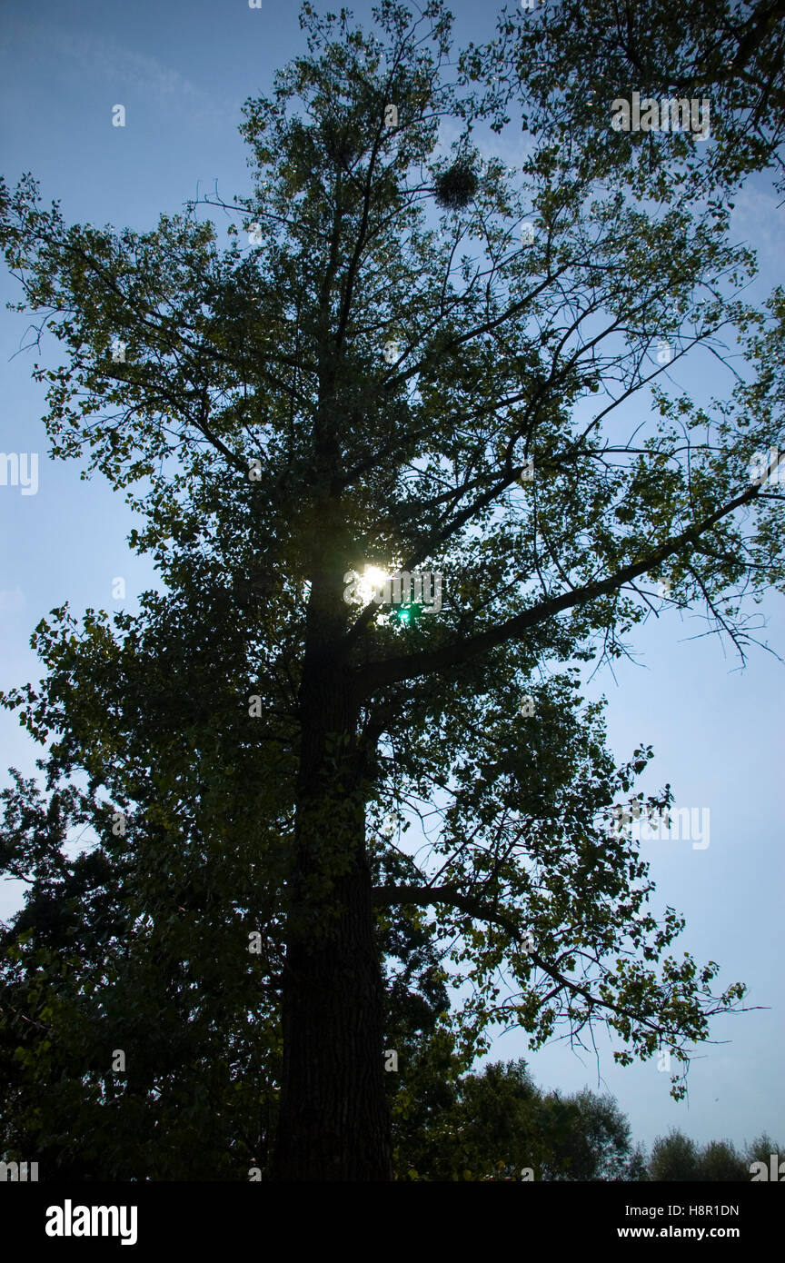 sun on blue sky hiding behind tree Stock Photo - Alamy