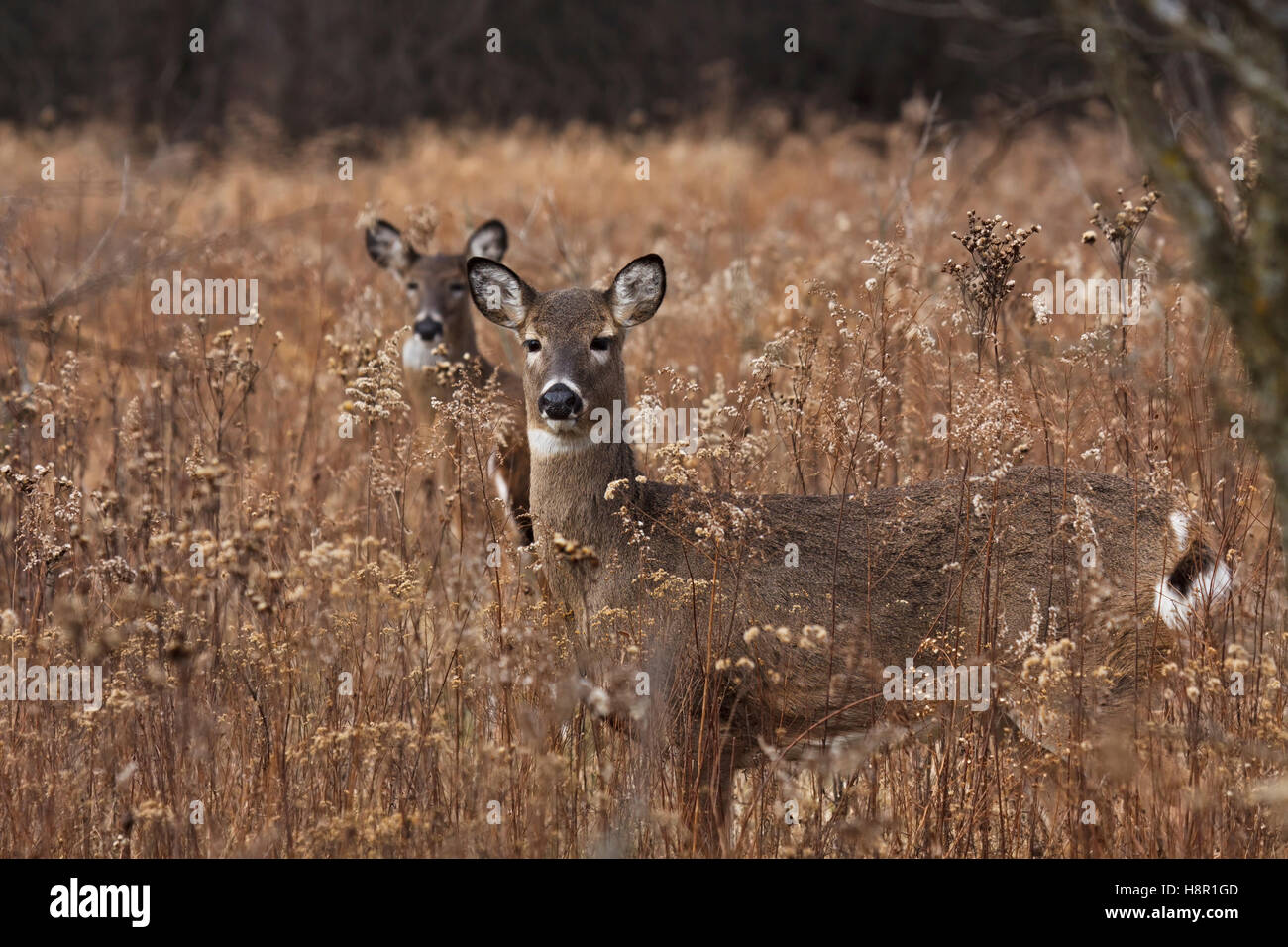 An alert deer poses in the middle of a prairie on a cool autumn day ...