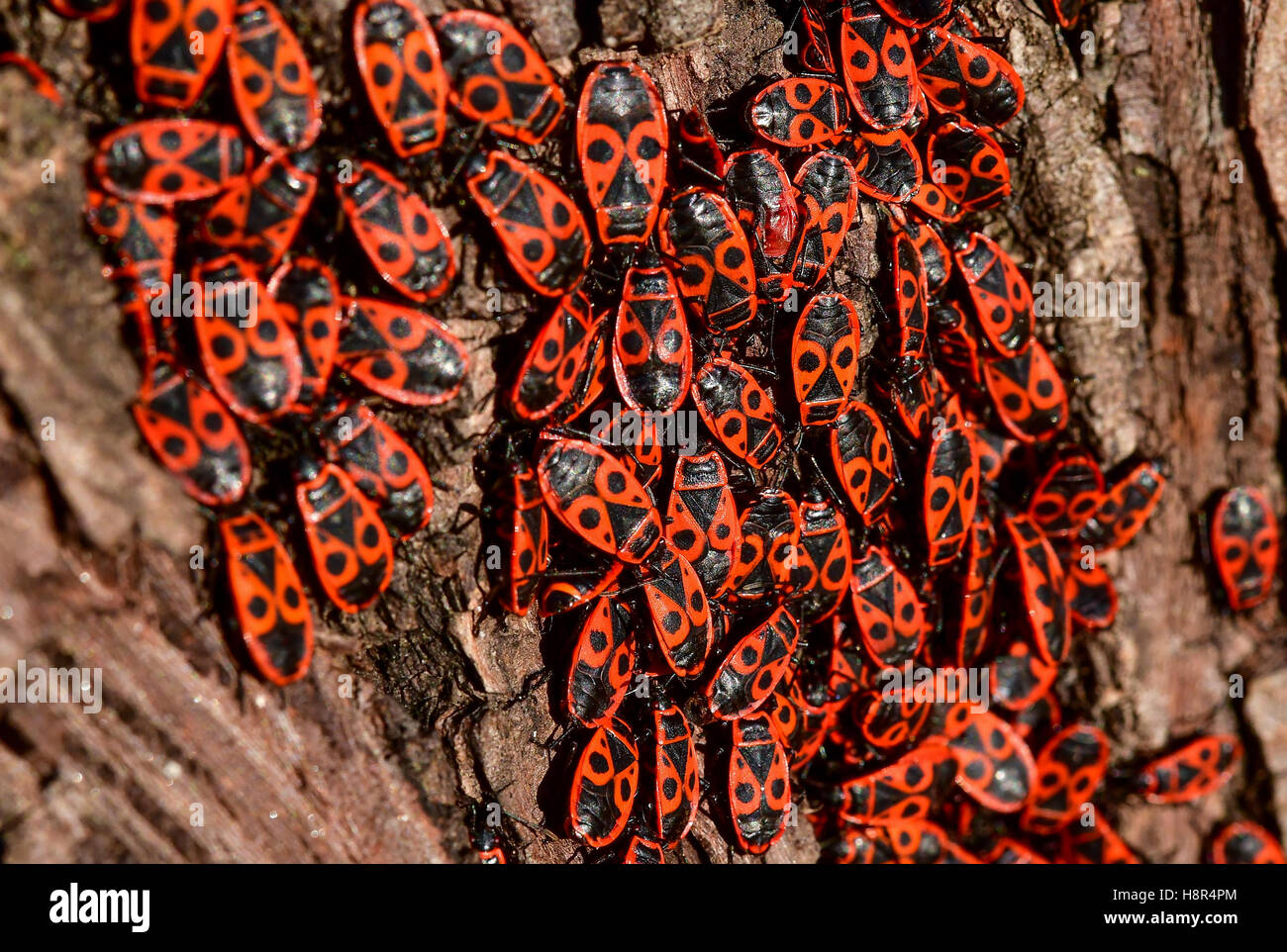 Eisenhuettenstadt, Germany. 14th Nov, 2016. Countless fire bugs laze on ...