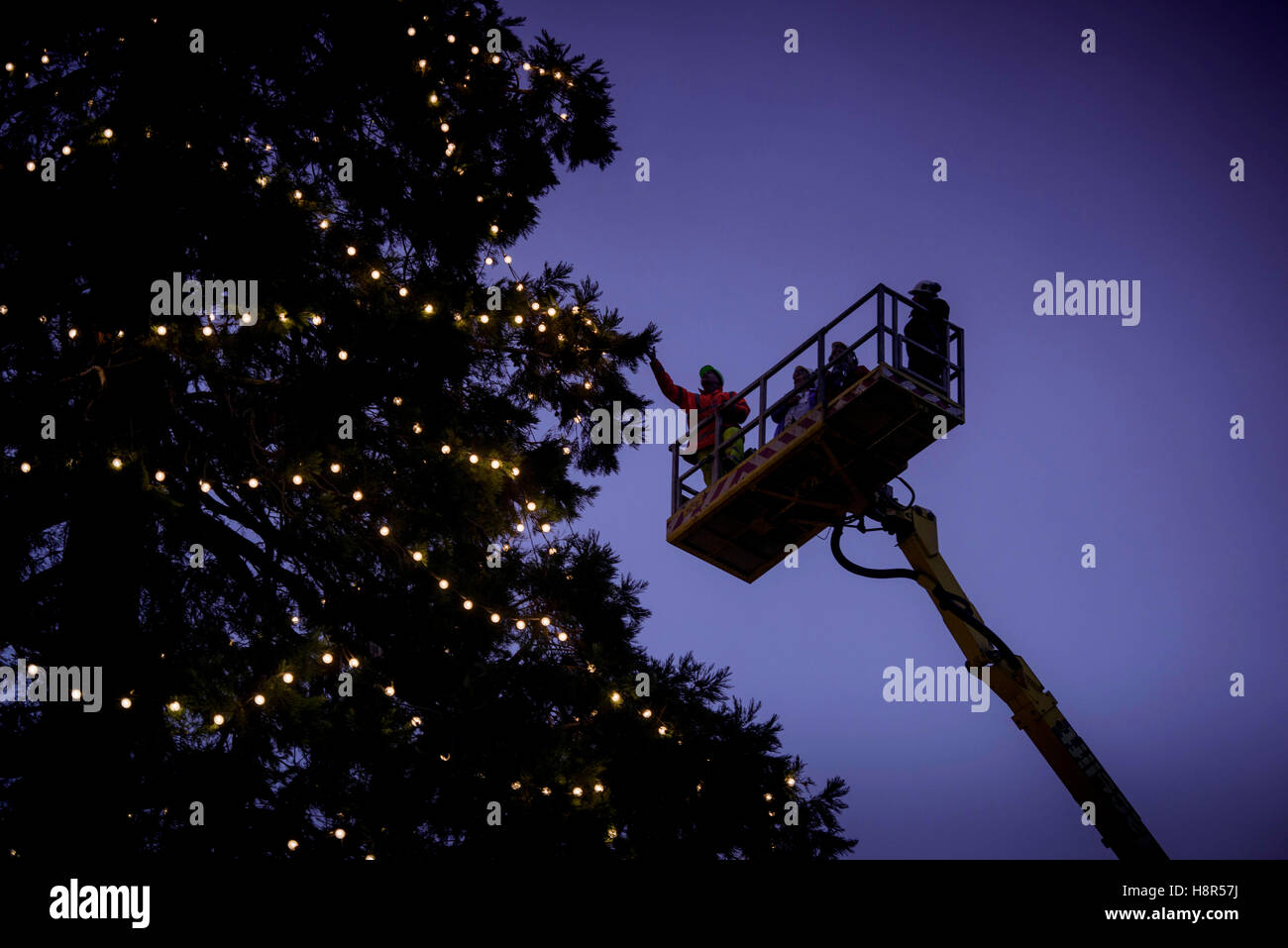 Installation of a christmas tree hi-res stock photography and images ...