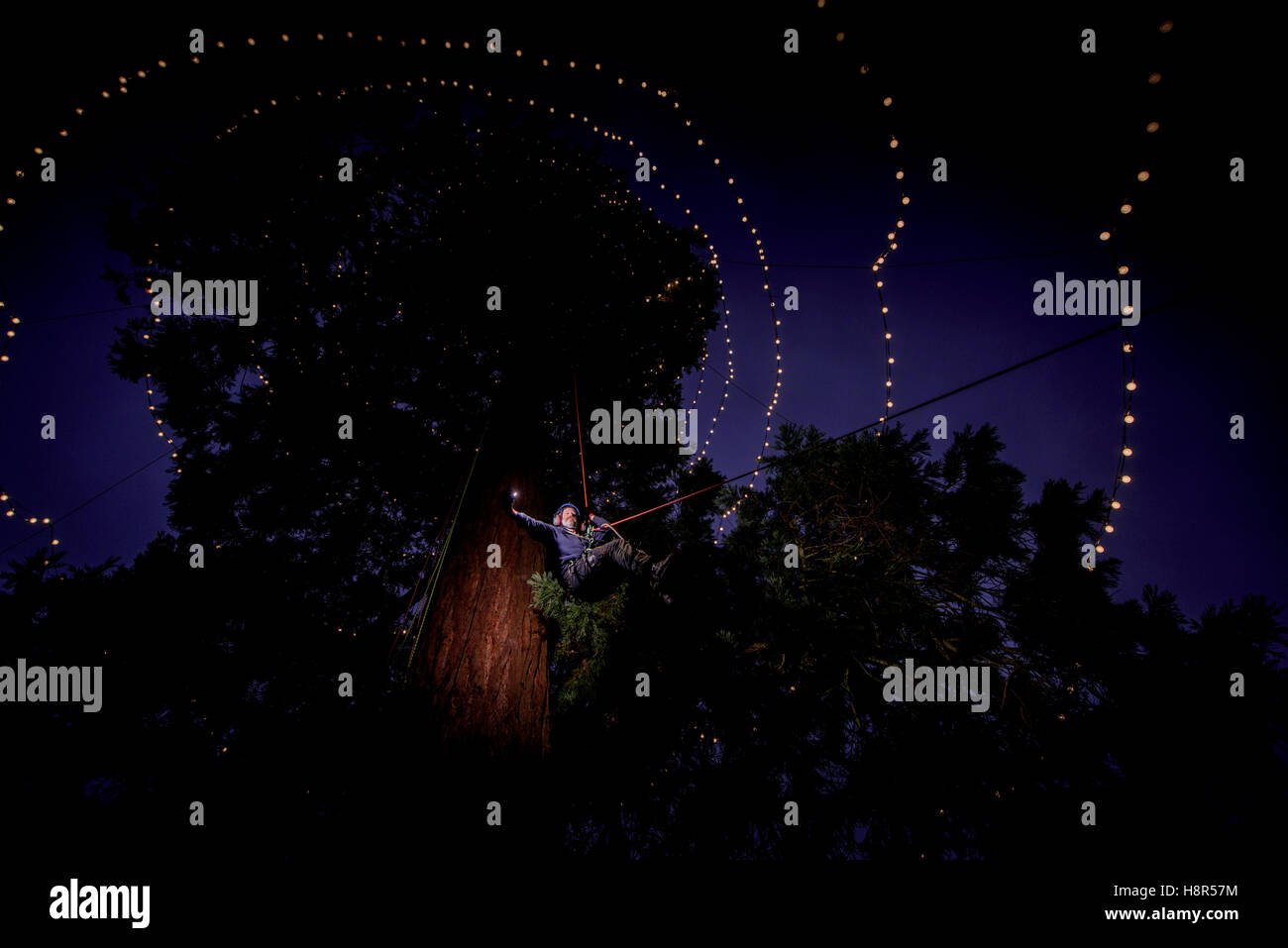 Installation of a christmas tree hi-res stock photography and images ...