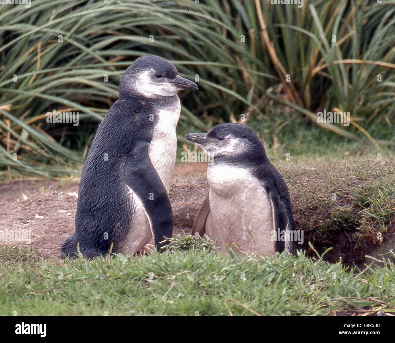 Gypsy Cove, Falkland Islands. 7th Feb, 2003. A pair of Magellanic ...