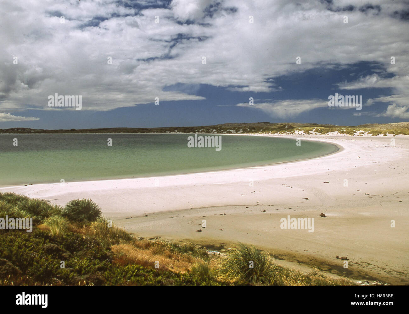 Gypsy cove penguins hi-res stock photography and images - Alamy