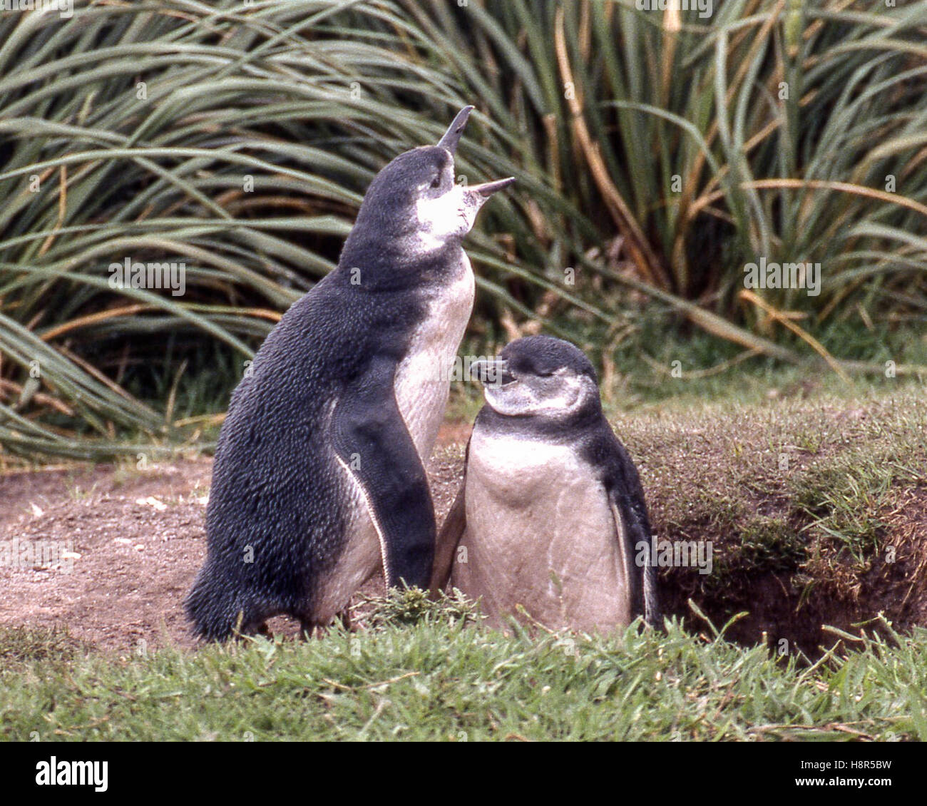 Gypsy Cove, Falkland Islands. 7th Feb, 2003. A pair of Magellanic ...