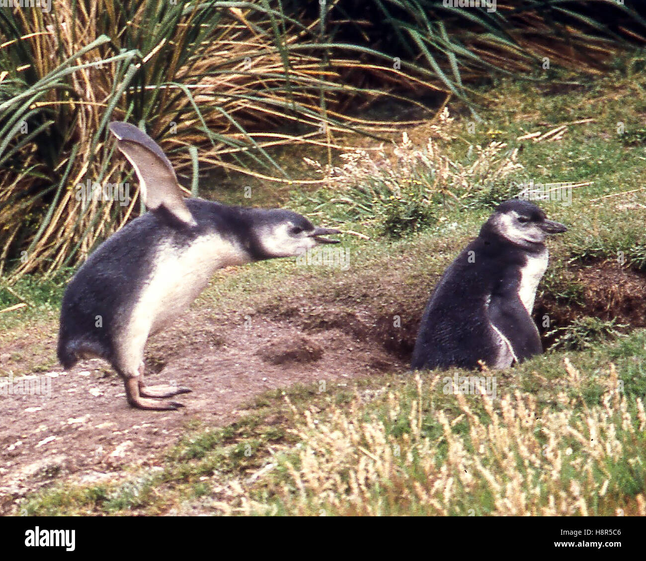 Gypsy Cove, Falkland Islands. 7th Feb, 2003. A pair of Magellanic ...