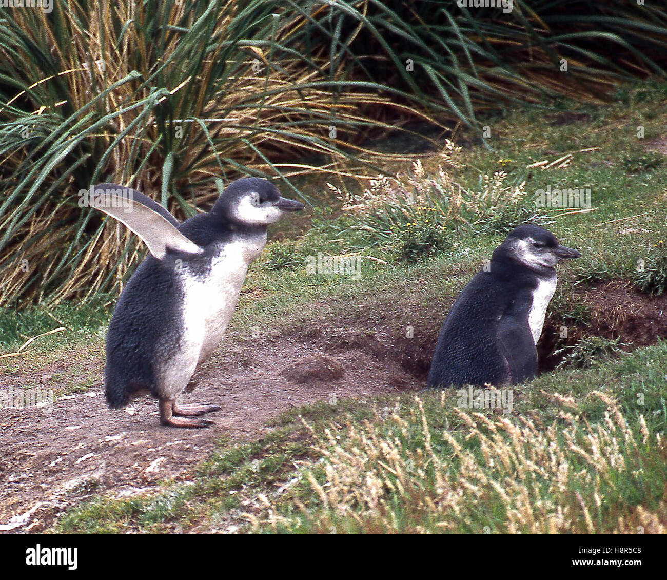 Gypsy Cove, Falkland Islands. 7th Feb, 2003. A pair of Magellanic ...
