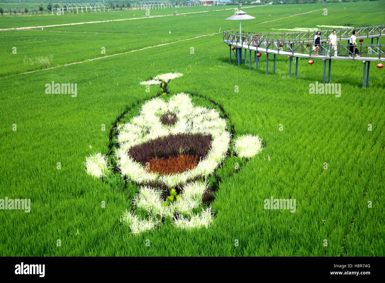 China rice paddy design hi-res stock photography and images - Alamy