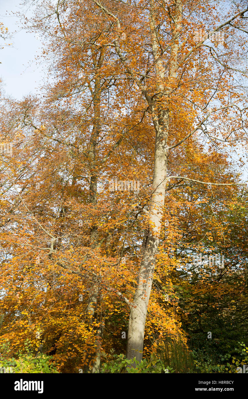 Keston ponds in keston common hi-res stock photography and images - Alamy