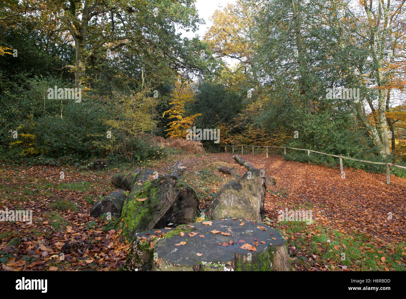 Keston, UK. 16th Nov, 2016. UK Weather: Autumnal colours in Keston ...