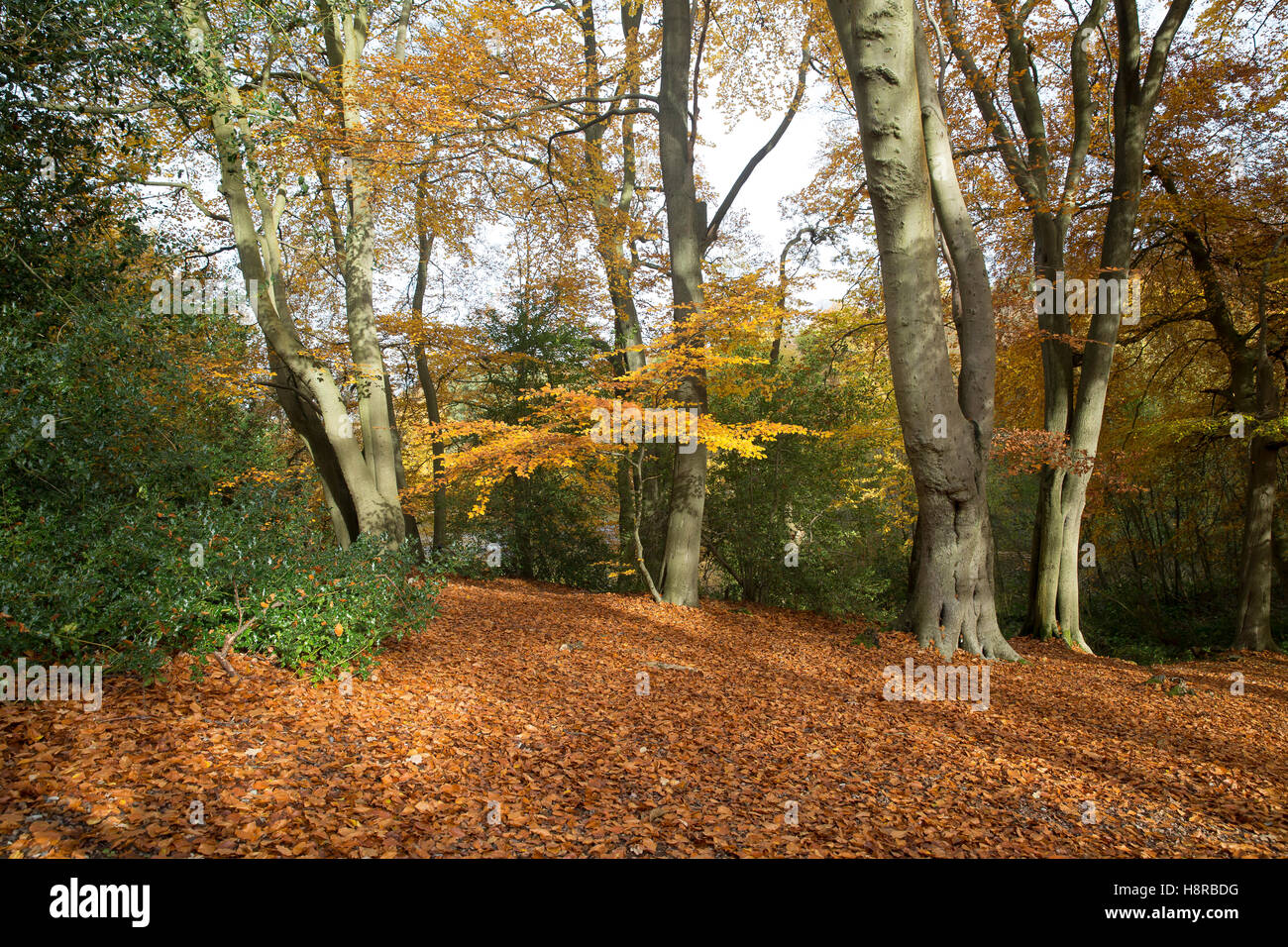 Keston ponds in keston common hi-res stock photography and images - Alamy