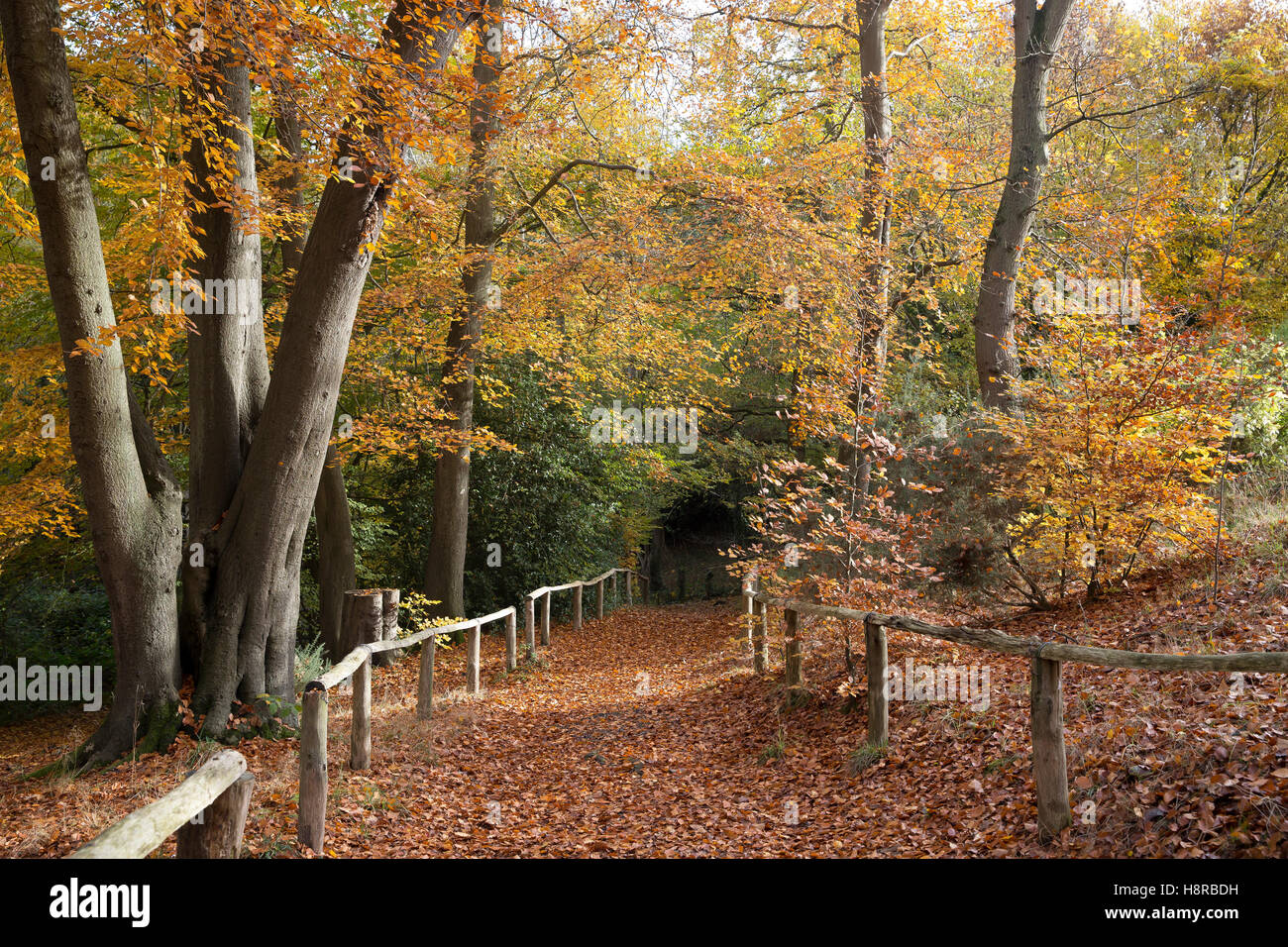 Keston, UK. 16th Nov, 2016. UK Weather: Autumnal colours in Keston ...
