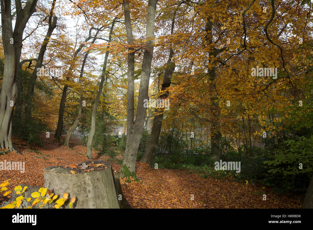 Keston, UK. 16th Nov, 2016. UK Weather: Autumnal colours in Keston ...