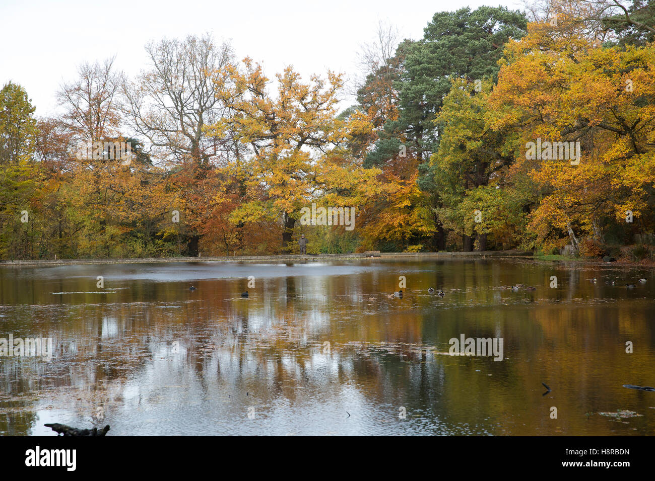 Keston ponds in keston common hi-res stock photography and images - Alamy