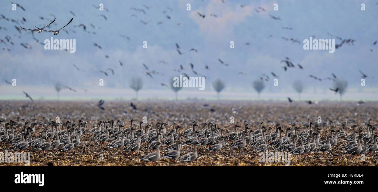 Manschnow, Germany. 16th Nov, 2016. Wild geese stand on the field in ...