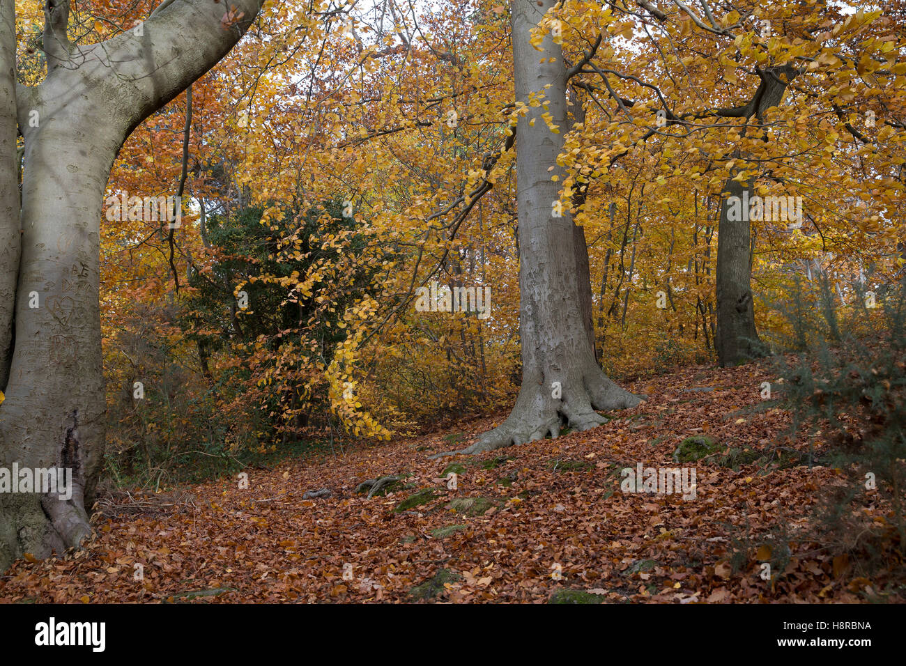 Keston, UK. 16th Nov, 2016. Autumnal colours in Keston Ponds Credit ...