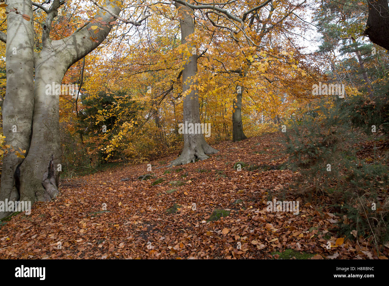 Keston ponds hi-res stock photography and images - Alamy
