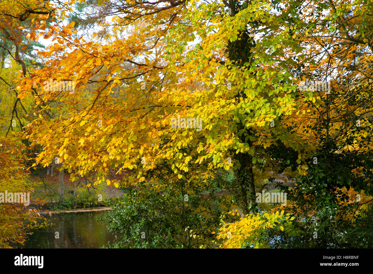 Keston ponds in keston common hi-res stock photography and images - Alamy