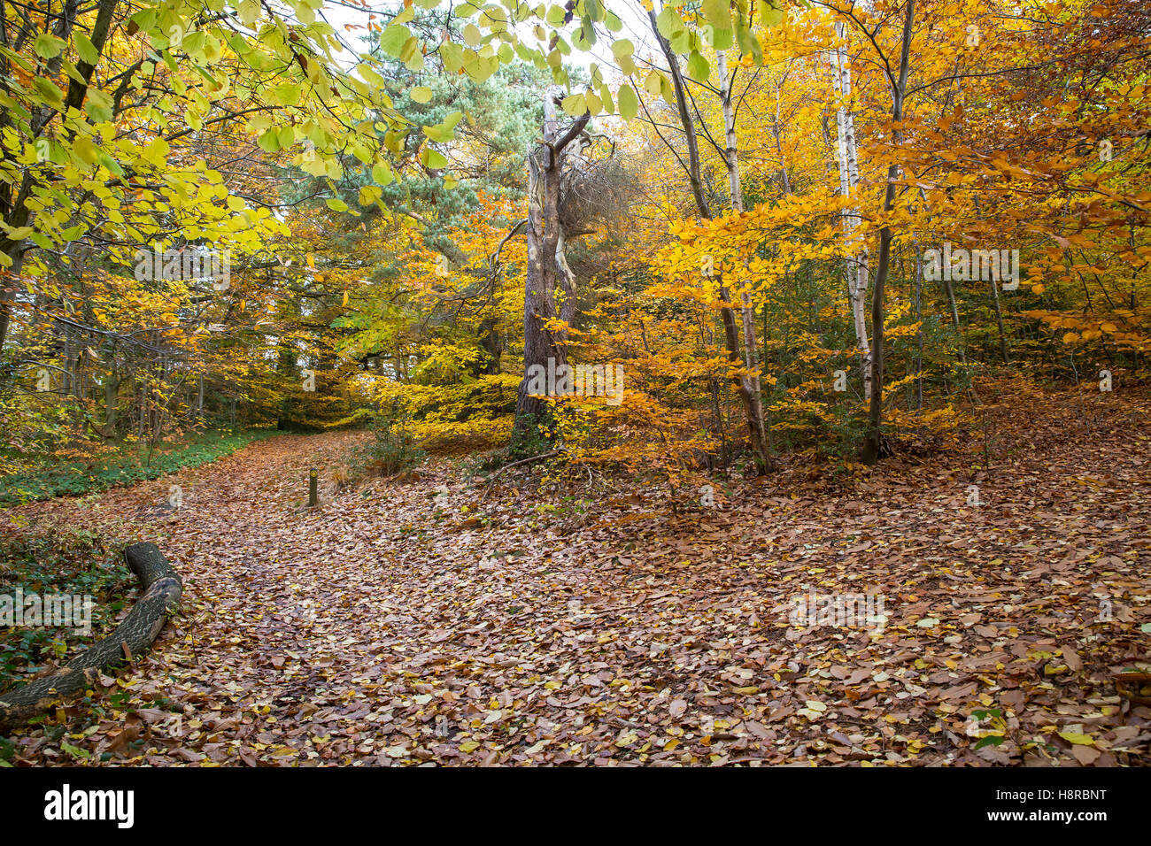 Keston, UK. 16th Nov, 2016. Autumnal colours in Keston Ponds Credit ...