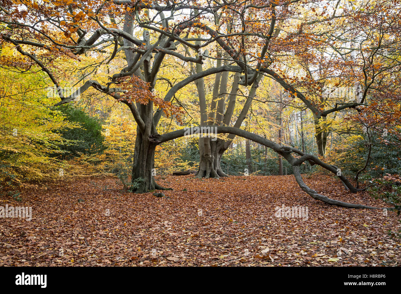 Keston, UK. 16th Nov, 2016. Autumnal colours in Keston Ponds Credit ...
