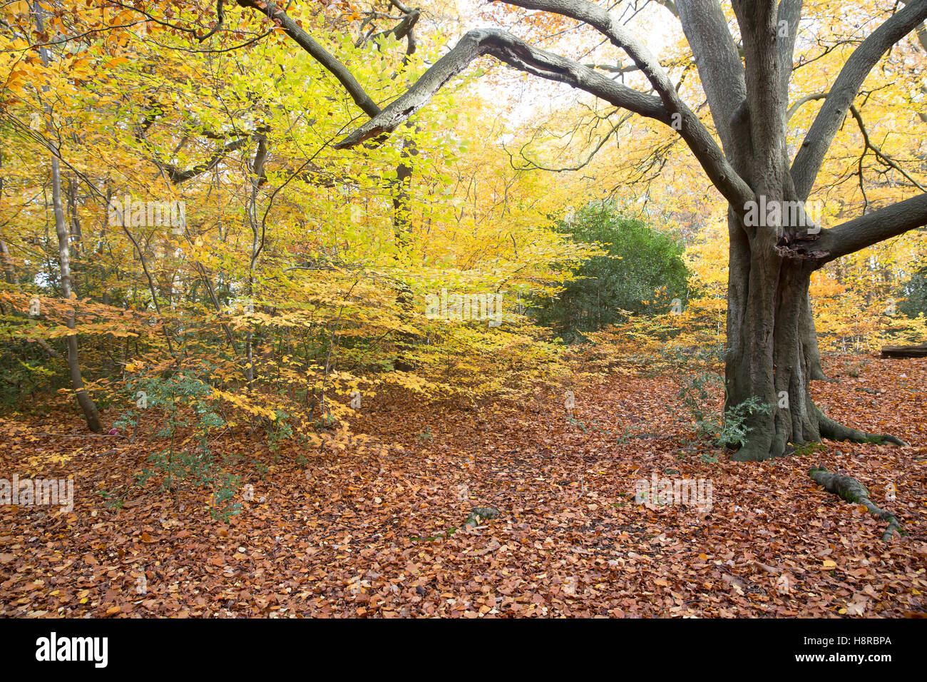 Keston, UK. 16th Nov, 2016. Autumnal colours in Keston Ponds Credit ...