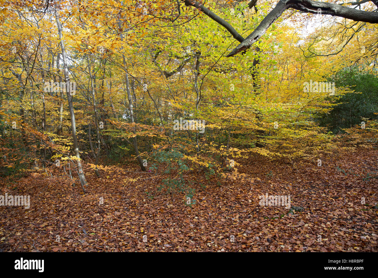 Keston ponds hi-res stock photography and images - Alamy
