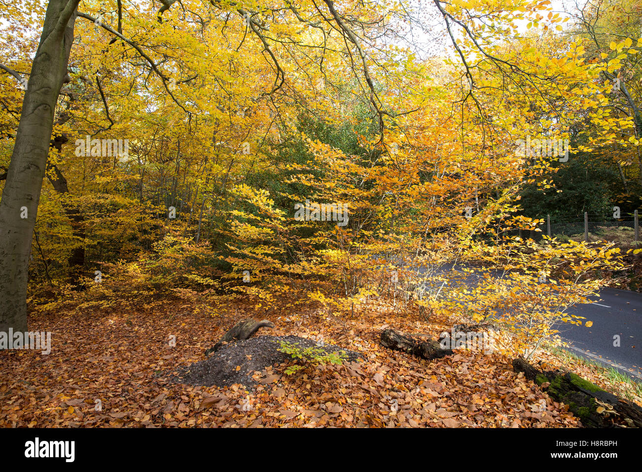 Keston, UK. 16th Nov, 2016. Autumnal colours in Keston Ponds Credit ...