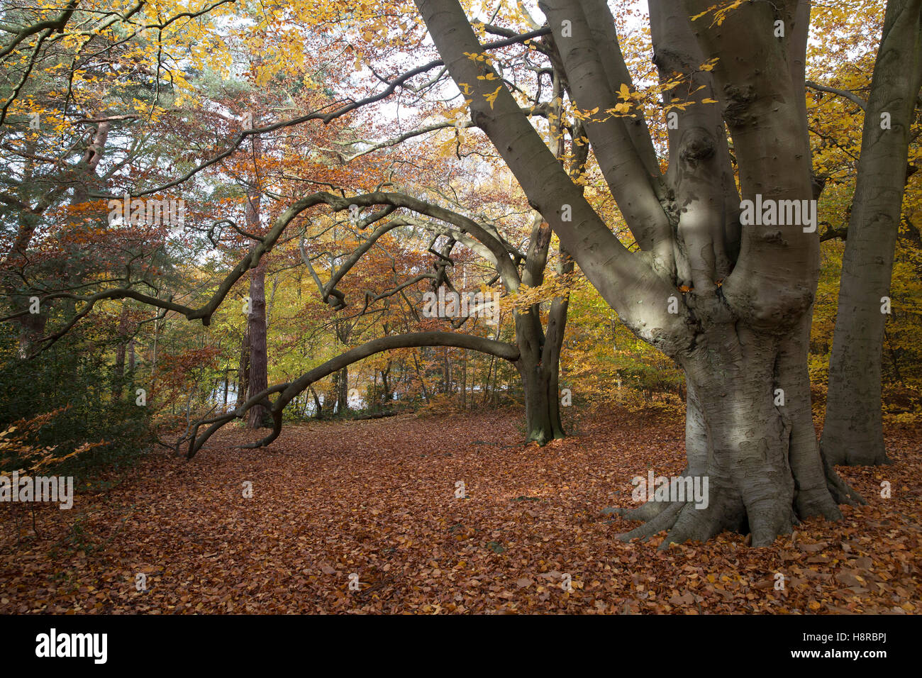 Keston ponds in keston common hi-res stock photography and images - Alamy