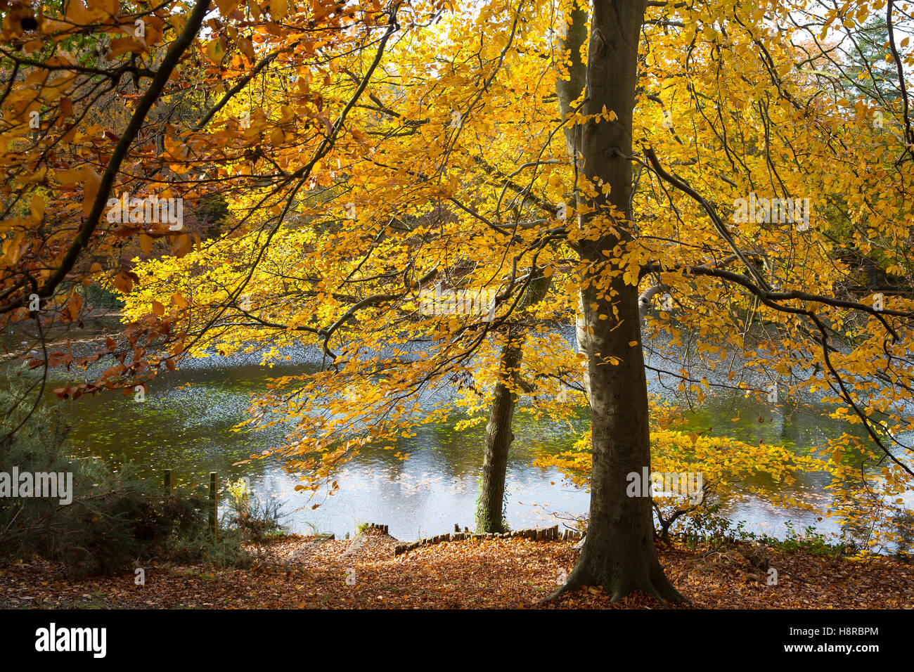Keston, UK. 16th Nov, 2016. Autumnal colours in Keston Ponds Credit ...