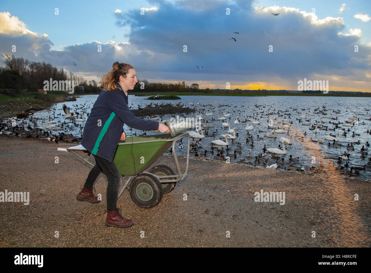WWT Martin Mere Wetland Centre: Feed the birds at 3pm Whooper swans at ...