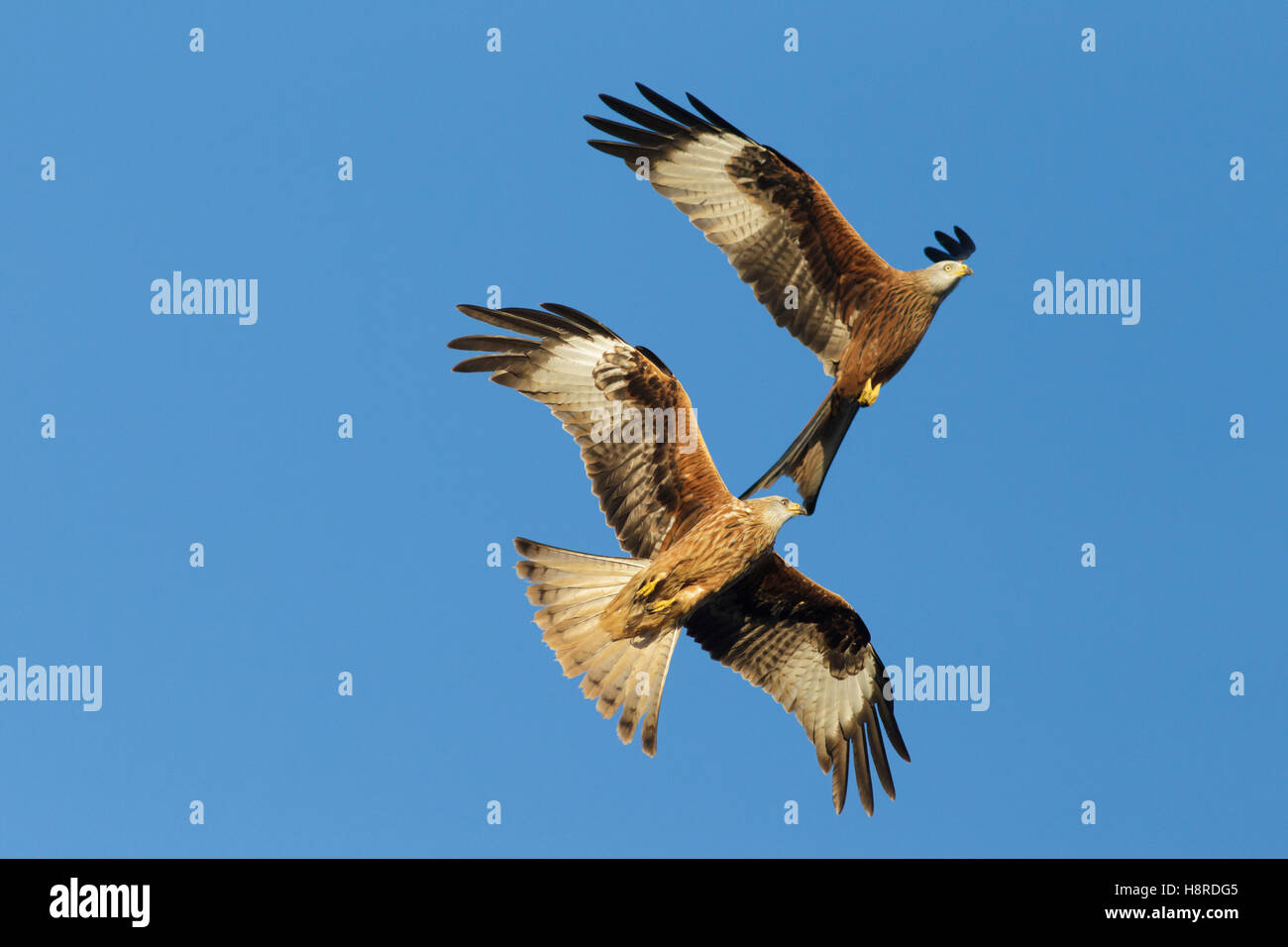 Pair red kites in flight hi-res stock photography and images - Alamy
