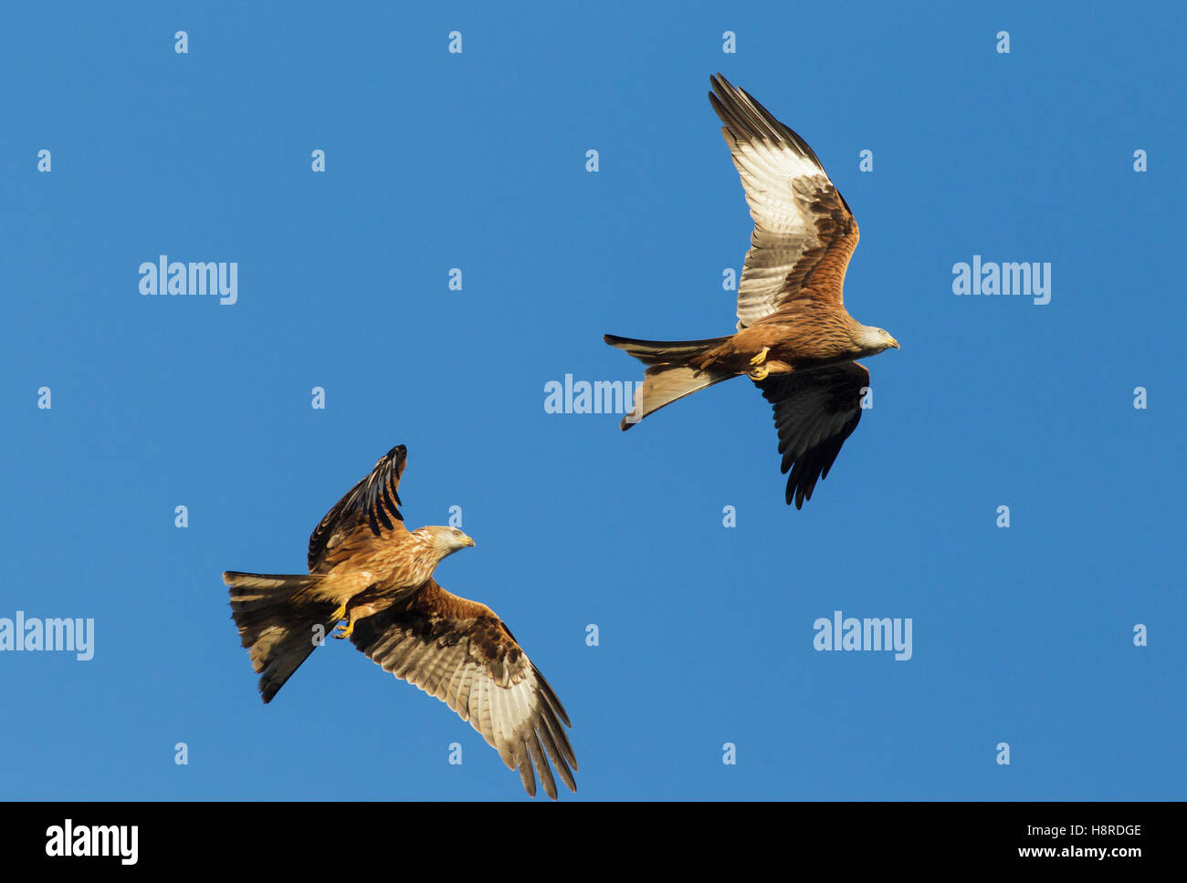 Leeds, England, 16th November 2016. Red Kites (Milvus milvus) play ...