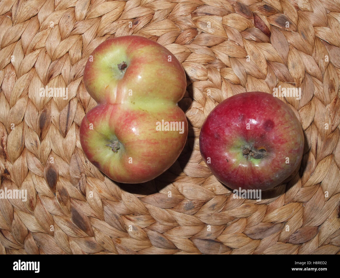 Twins apples: when nature plays Stock Photo - Alamy