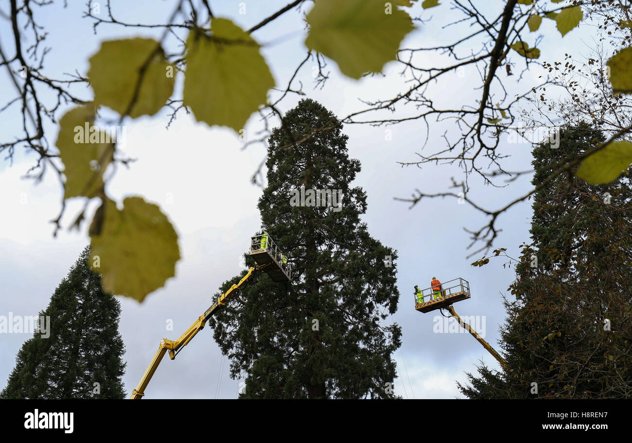 Workers fit lights to the UK's tallest living Christmas tree, a giant ...