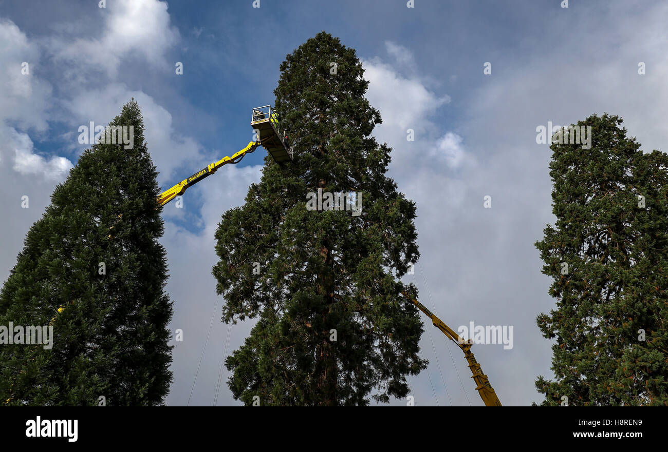 Workers fit lights to the UK's tallest living Christmas tree, a giant ...