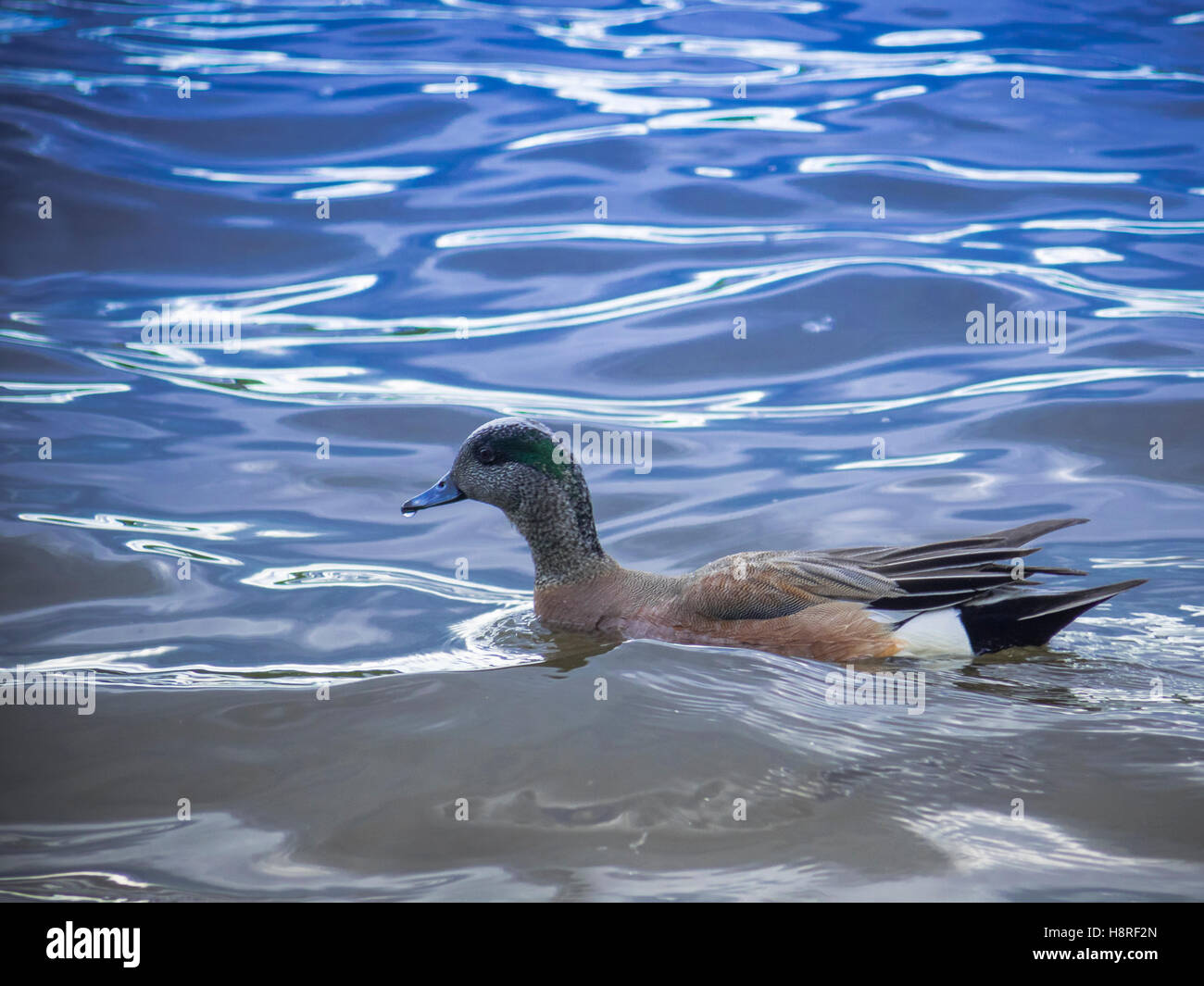 American wigeon Bird Stock Photo - Alamy