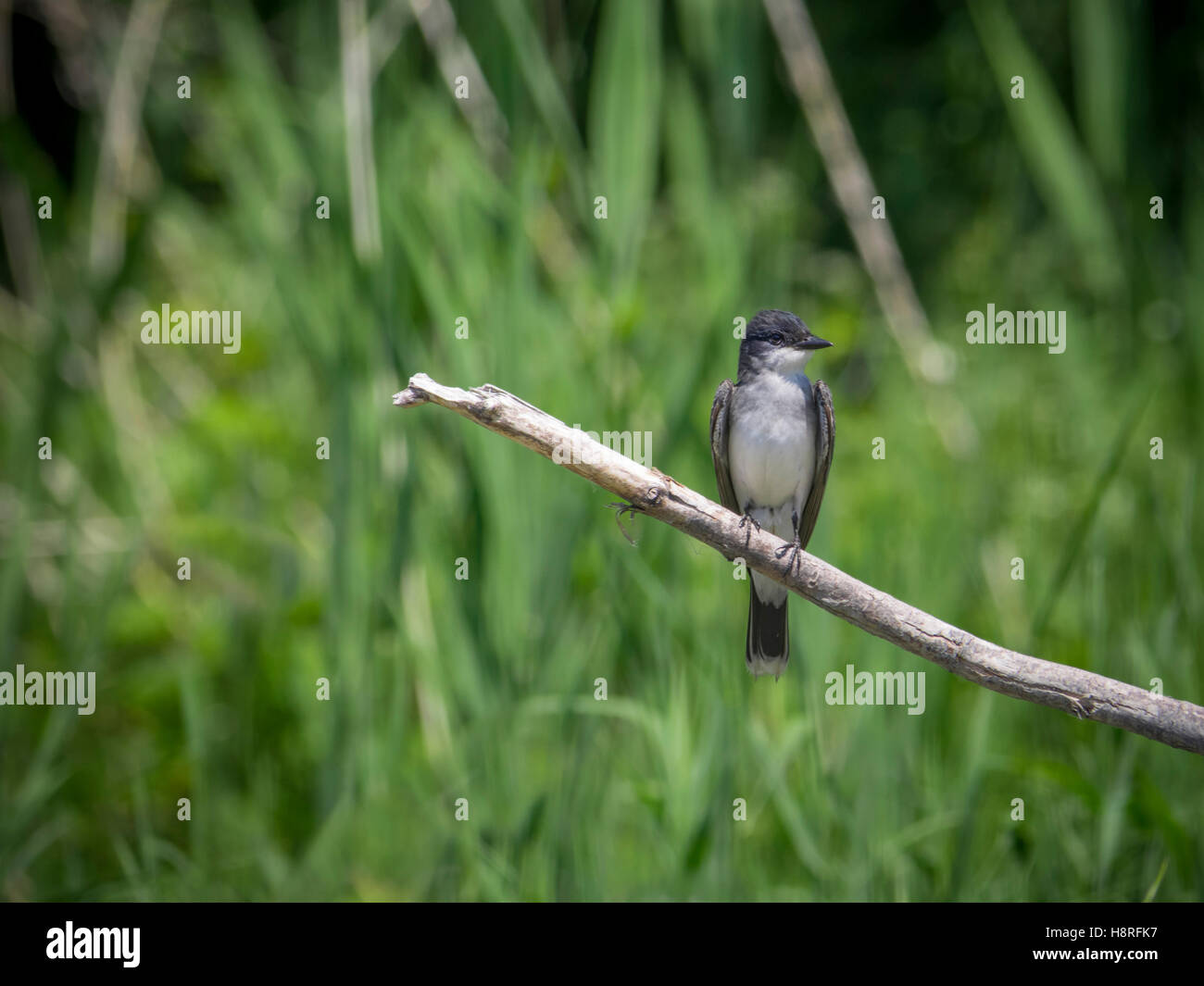 Eastern Kingbird Flycatcher Stock Photo - Alamy