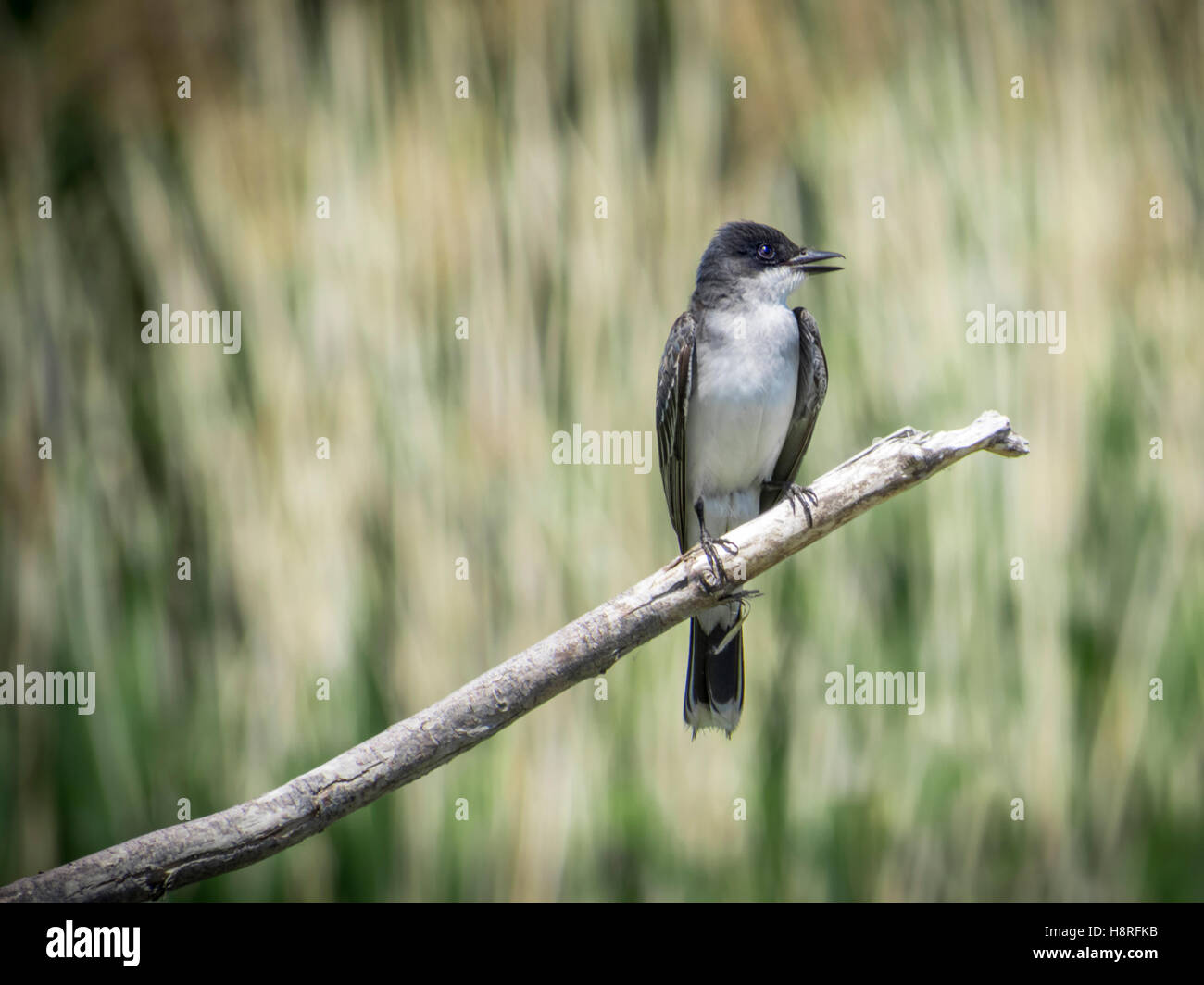 Eastern Kingbird Flycatcher Stock Photo - Alamy