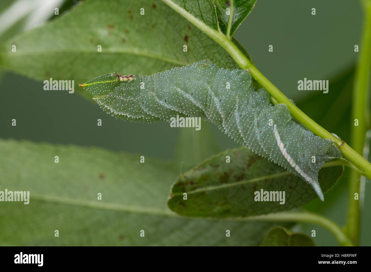 Abendpfauenauge, Raupe frisst an Weide, Abend-Pfauenauge, Smerinthus ...
