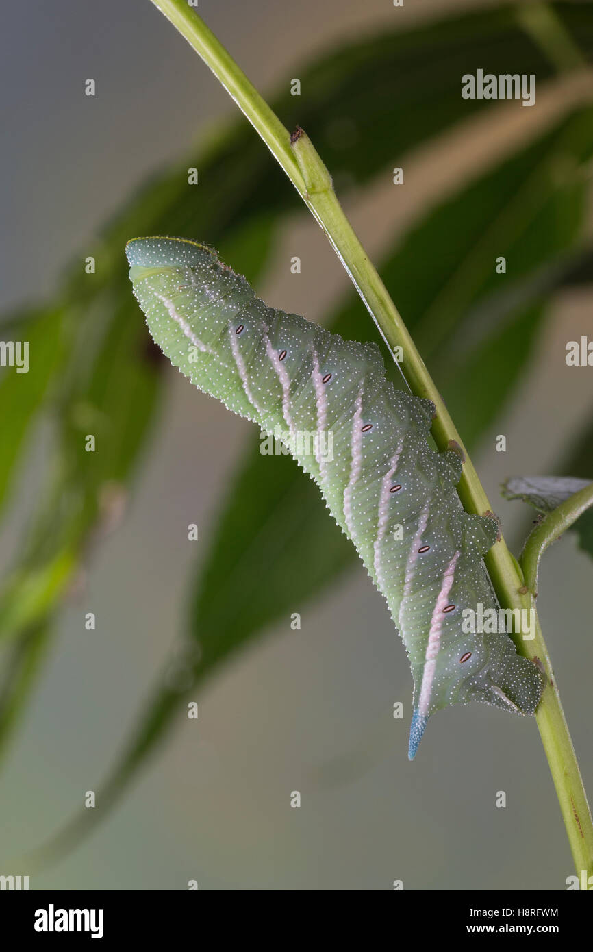 Abendpfauenauge, Raupe frisst an Weide, Abend-Pfauenauge, Smerinthus ...