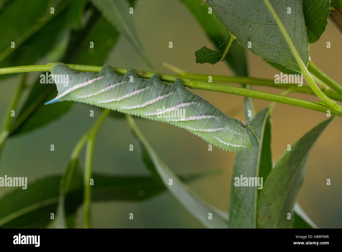 Eyed hawkmoth larva hi-res stock photography and images - Alamy