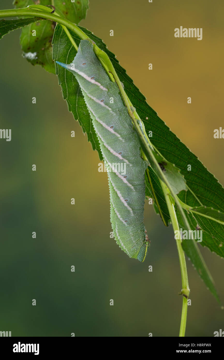 Abendpfauenauge, Raupe frisst an Weide, Abend-Pfauenauge, Smerinthus ...