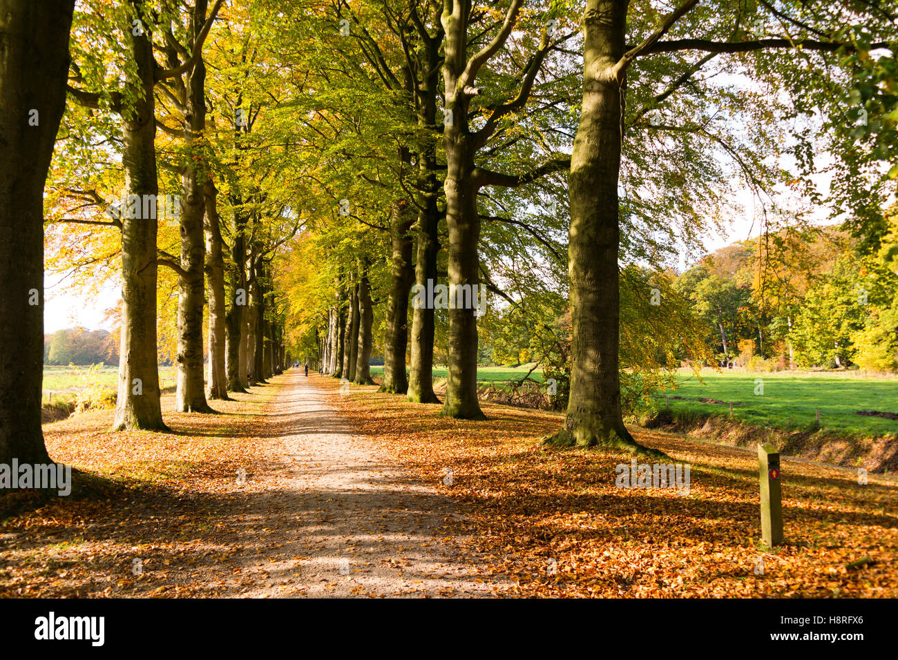 Autumn lane with rows of trees in wood of country estate Boekesteyn, 's ...