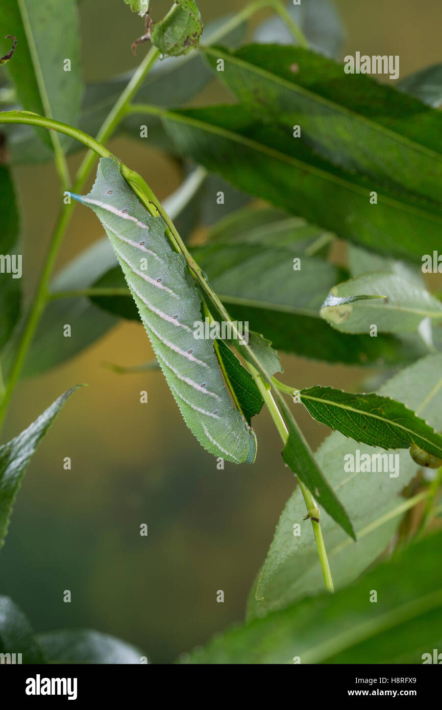 Abendpfauenauge, Raupe frisst an Weide, Abend-Pfauenauge, Smerinthus ...