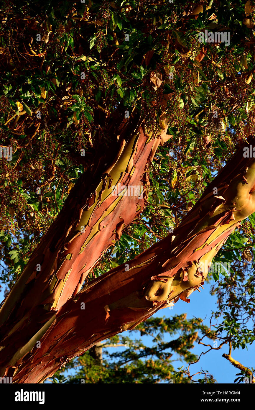 A vertical image of a Pacific Madrone, Arbutus tree (Arbutus menzeisii ...