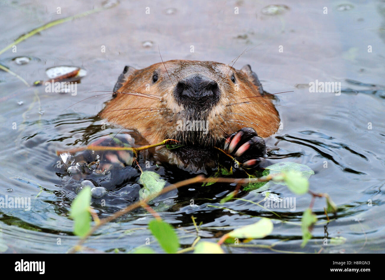 A wild beaver Castor canadensis, looking up while feeding on some aspen ...